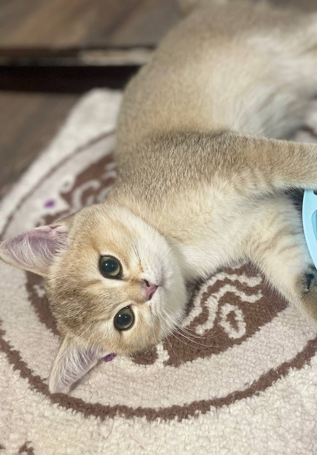 Британские котята
