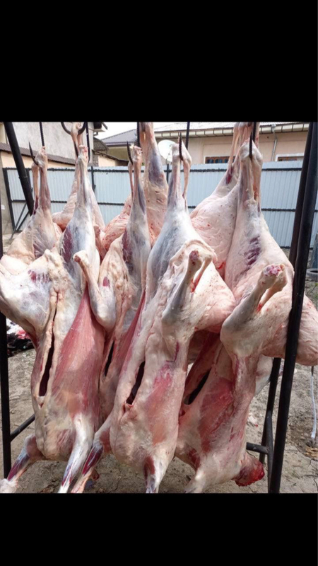 Қурбонлик учун қўчқорлар. Halal Servis