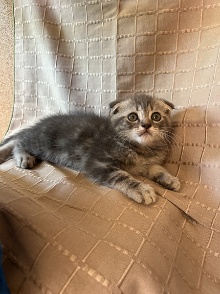 Скотиш фолдь
