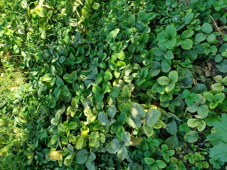 Qulupnay koʻchat