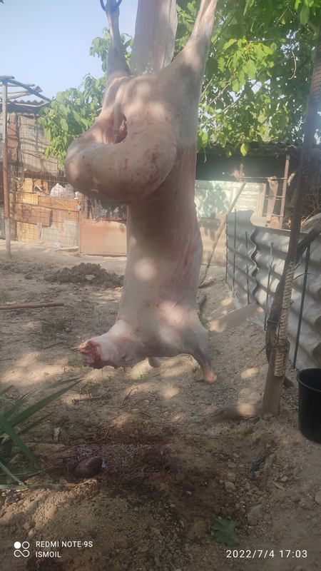 Qo'ylar sotiladi Qassob hizmati va dastafka bepul