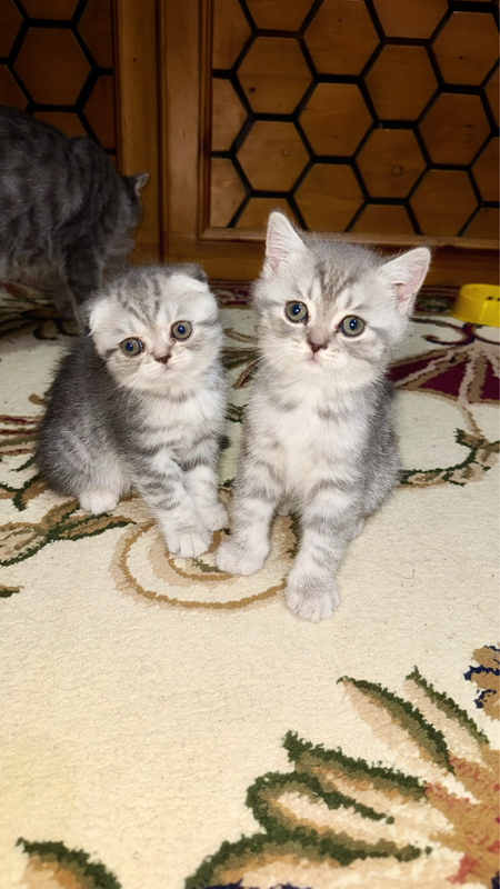 Продаются котята скотиш фолд (чистокровные) мушуклар сотилади фолд