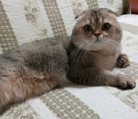 Вязка кота  Шиншилла