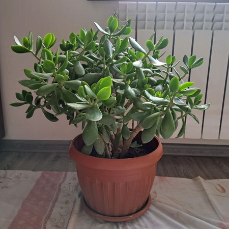 Продам Денежное Дерево.