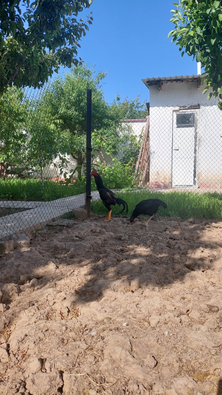 Jója xóroz sotiladi7