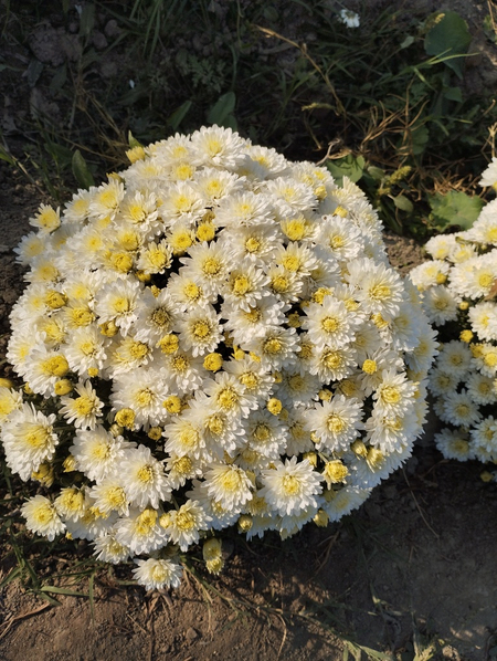 Хризантема гуллари