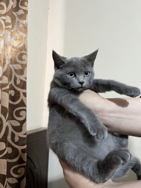 Продается кошка , скотиш страйт шотландский