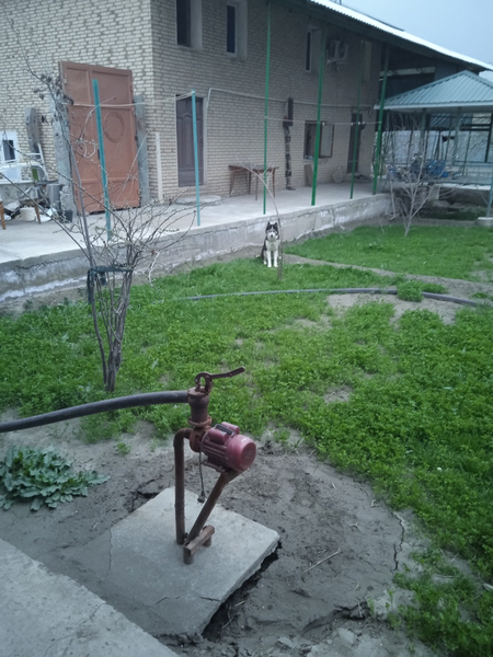 Продам чисто кровни сибирская хакски