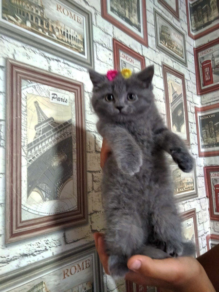 Продаётся котёнок