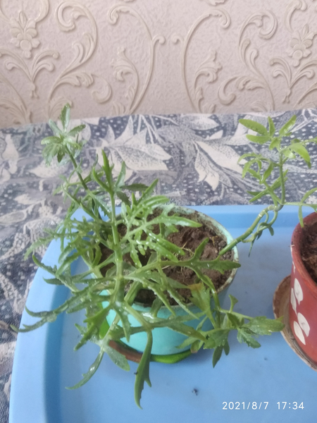 Комнатные домашние цветы