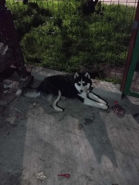 Продаю собаку хаски