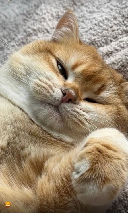 Кошка британский золотой шиншилла