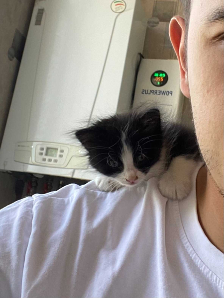 Котенок в хорошие руки