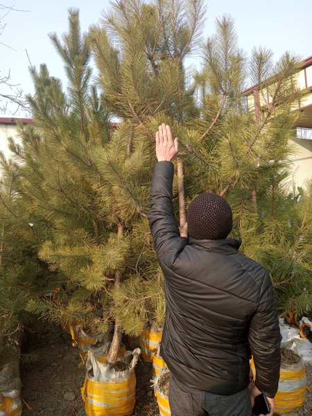 Qirim sasna va Galuboy yel archalari.
