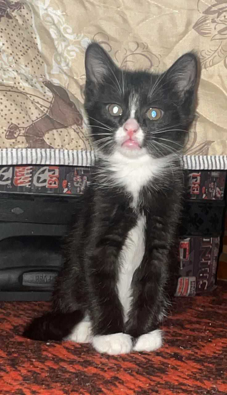 Отдам котят  в добрые руки