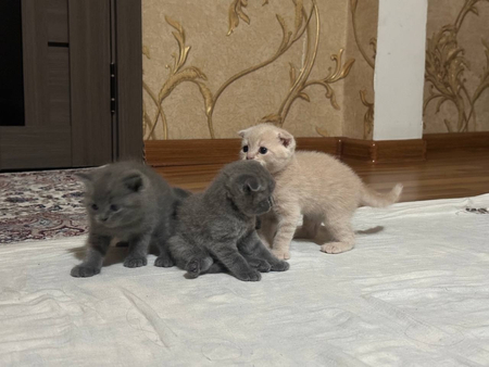 Продаются котята