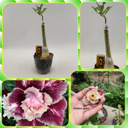 Adenium maxroviy