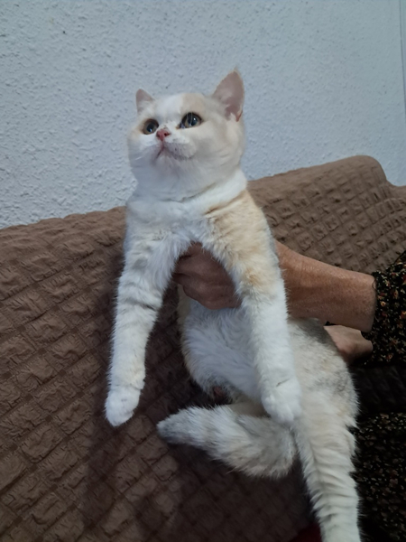 Skotish Strayt qizaloq
