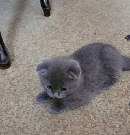 Продаются 2 котенка  Scottish fold 2 месяца,
