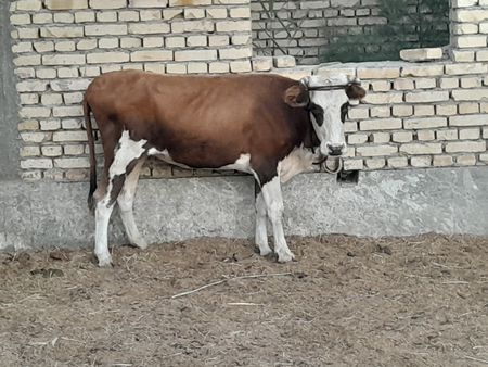 G‘unojin sotiladi qisir 100foiz