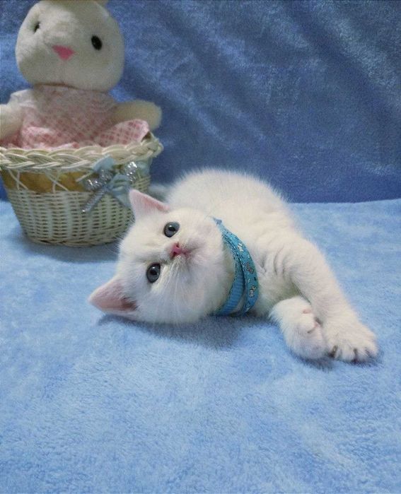 Продается катенок скотиш страйт, мальчик,плюшевый.