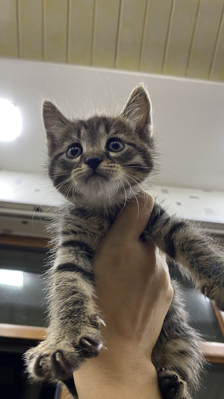Мушукча. Котёнок.