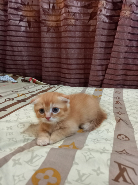 Продается Манкчин Скоттиш фолд