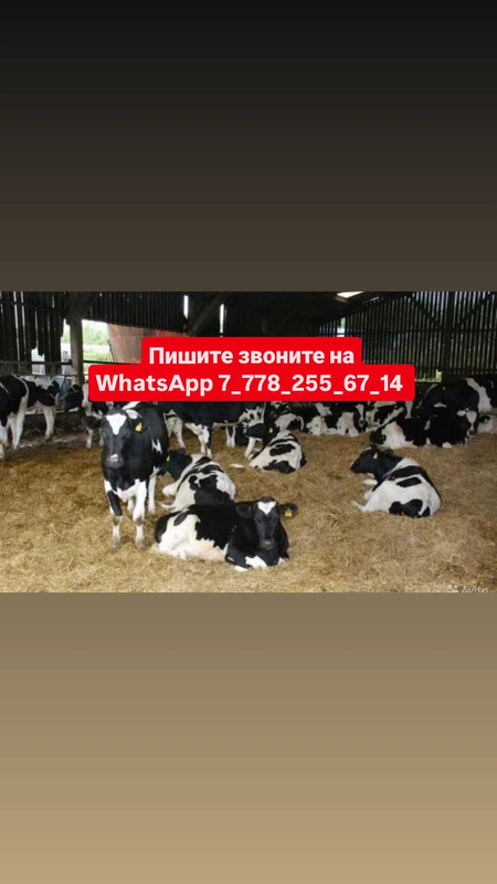 Коровы бычки телята