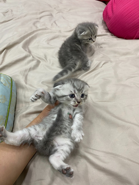 Мушук скоттишфолд