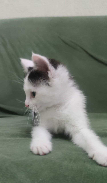 Котенок (девочка)