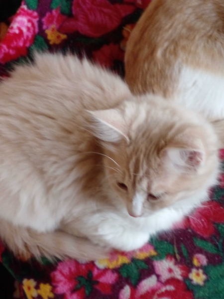 2 котенка-котики метиссы 6м. бело-рыжий и бело-кремовый