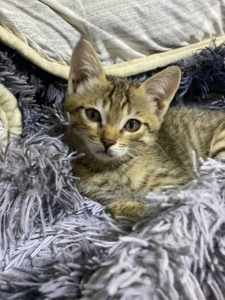 Котёнок в добрые руки Хадияга мушук боласи