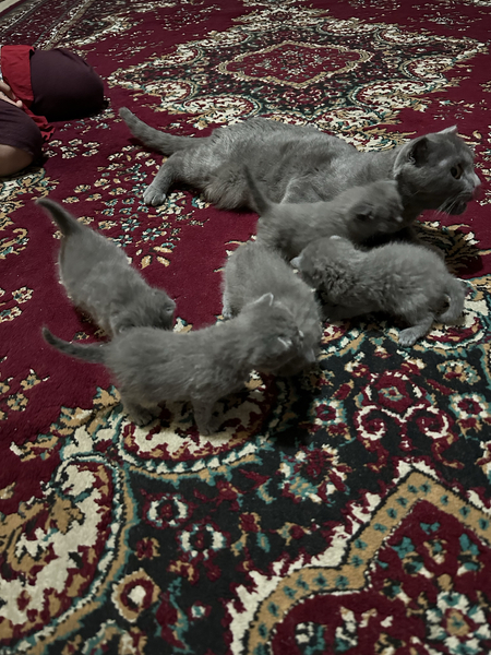 Котята продаются