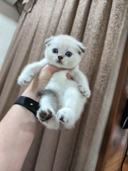 Шикарные игривые малыши