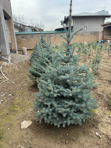 Продается ГОЛУБАЯ ЕЛЬ (Бельгийская серебристая)
