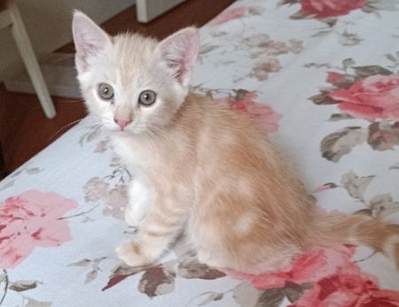 Котята от египетской мау
