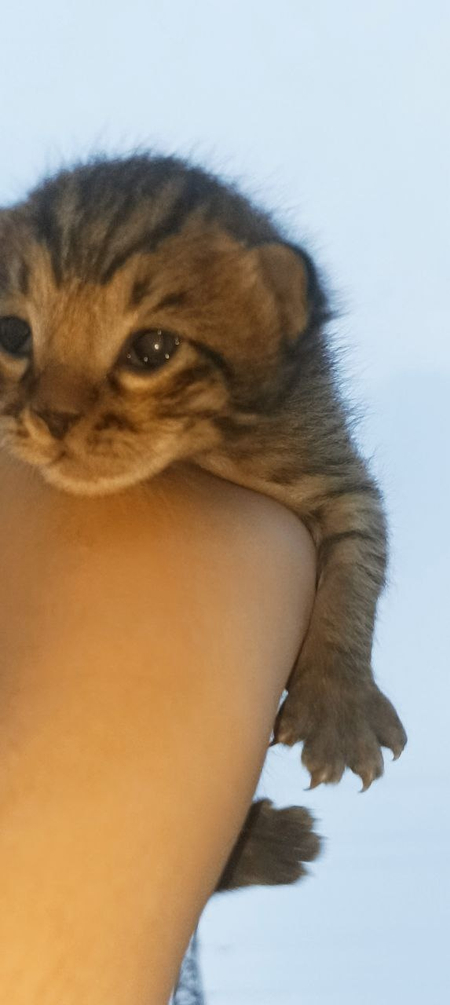 Продаются маленькие красивые котики.