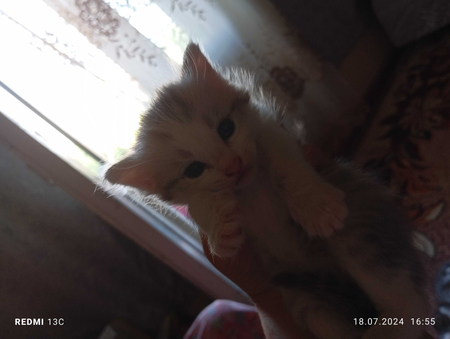 Продам котят порода шиншилла и ангорка