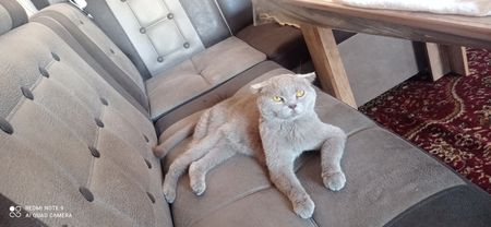 Scottish fold qiz