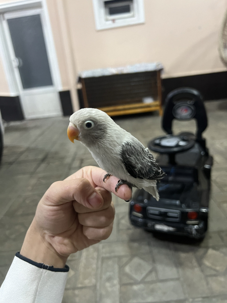 Продаётся неразлучка фишер с клеткой!