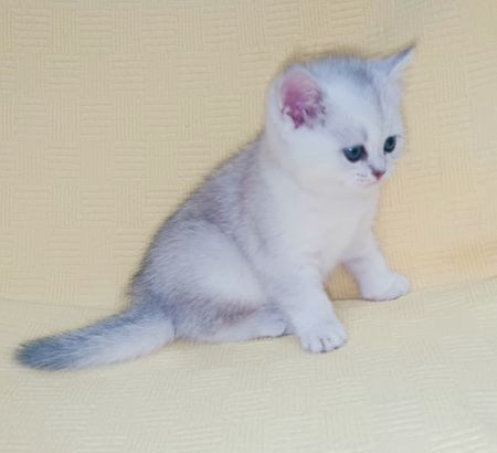 Продаётся шотландская кошечка