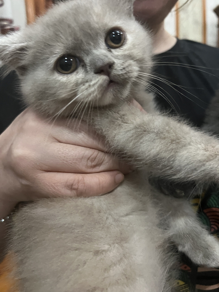 Продаются котята