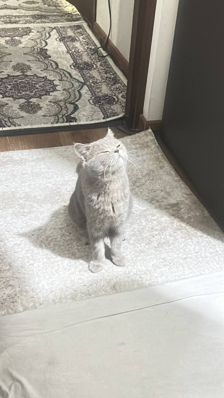 Кошка и котенок мальчик и девочка