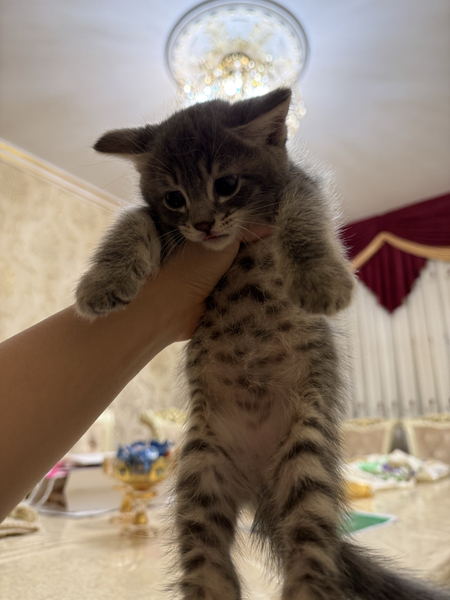 Скоттиш фолд