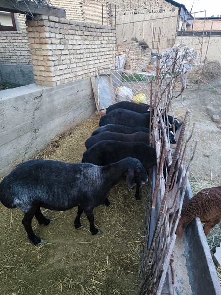 Qo'y va qo'zilar sotiladi