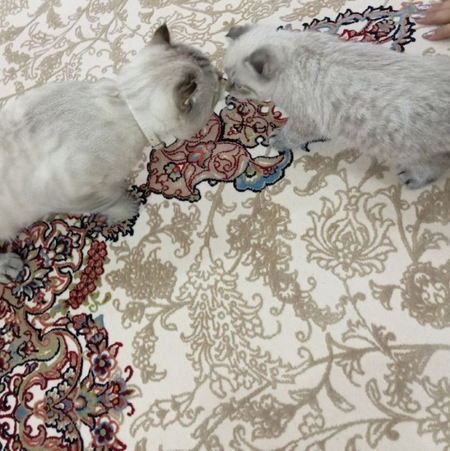 Продаётся котёнок