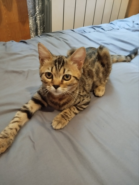 Бенгальский котенок | Bengal mushugi