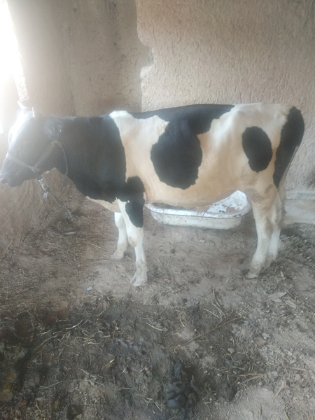 Buqa sotiladi,,,