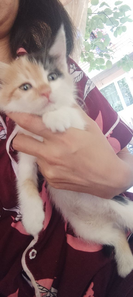 Котята здоровые полукровки