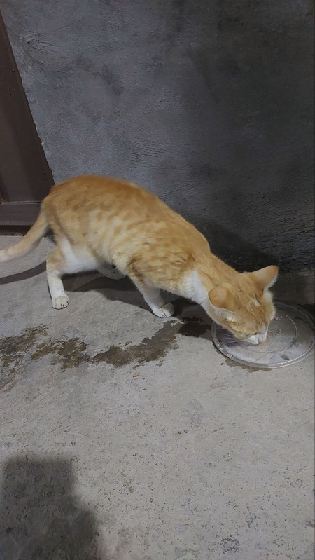Hatoyaga mushuk. Taxminan 5 6 oyli qiz bola